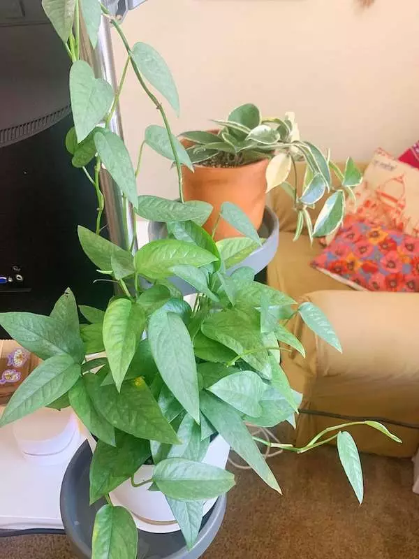 Cebu Blue Pothos