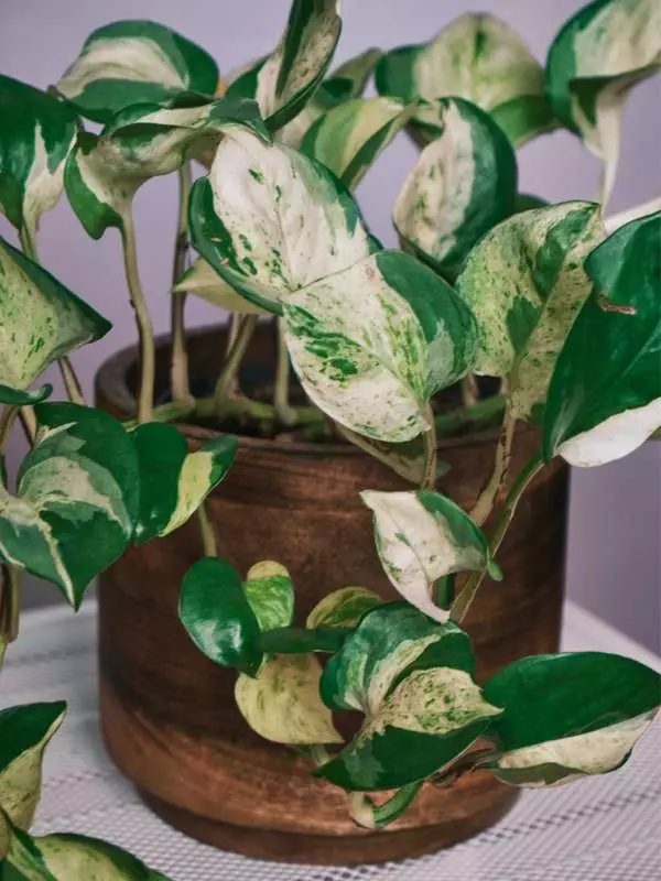 Manjula Pothos