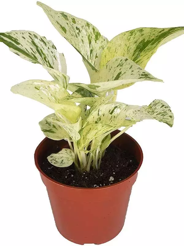 Marmordronning Pothos