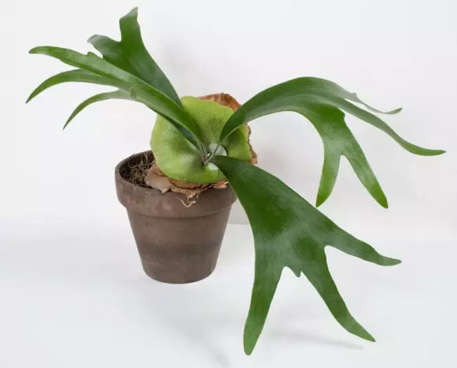 staghorn fern பராமரிப்பு