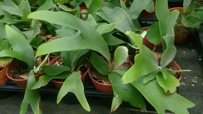 staghorn iratzea zaintzea