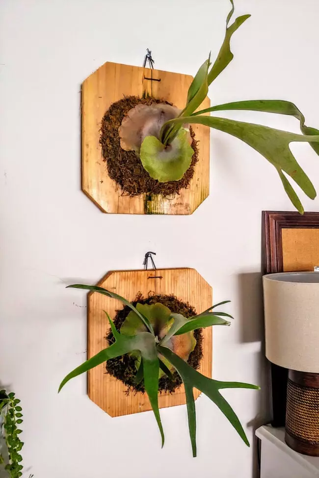 staghorn fern பராமரிப்பு