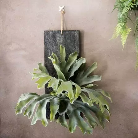 staghorn fern பராமரிப்பு