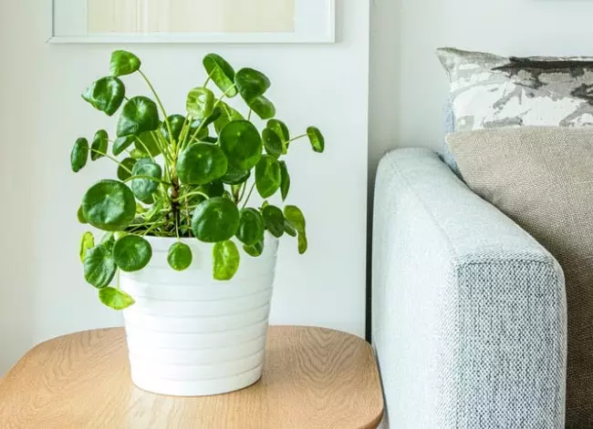 tlhokomelo ea pilea