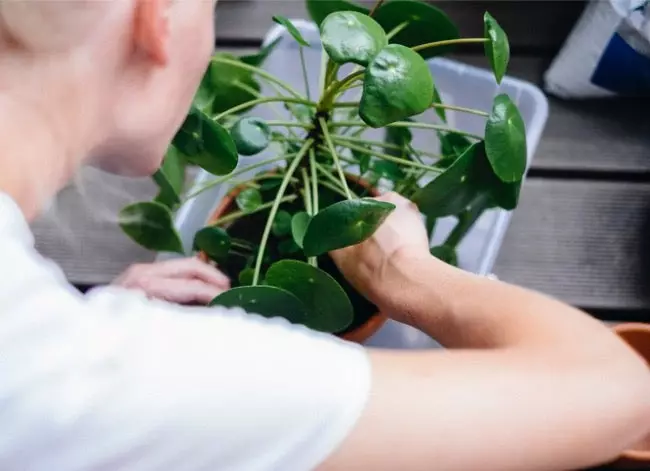 pilea care بهترین خاک