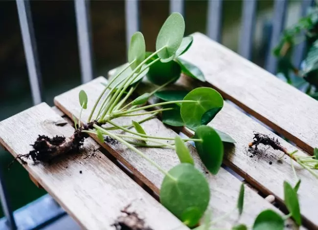 nega pilea in razmnoževanje pilea