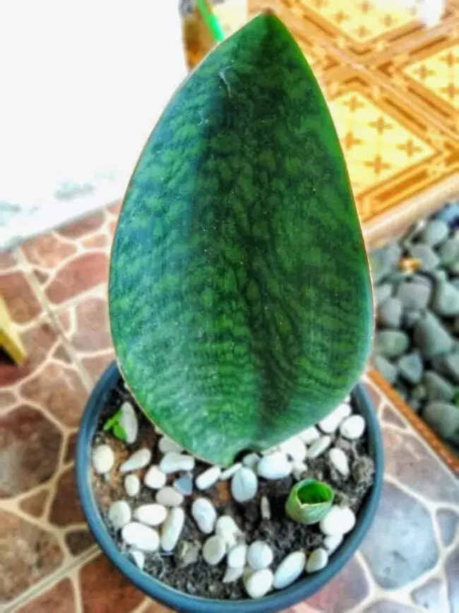 snake plant care whale fin