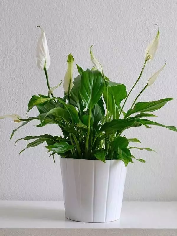 Amani lily majira ya baridi houseplants