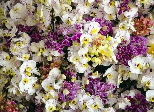 Moth orchids nga mga tanum sa tingtugnaw