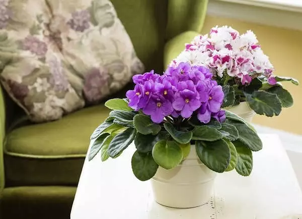 Cây violet châu phi mùa đông trồng trong nhà