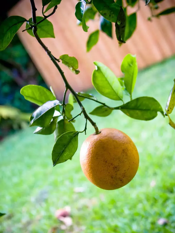 Stabla citrusa smanjuju privlačnost