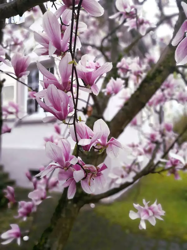 Tangkal magnolia curb daya tarik