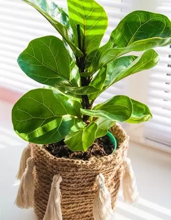 Starostlivosť o figovníka Fiddle Leaf