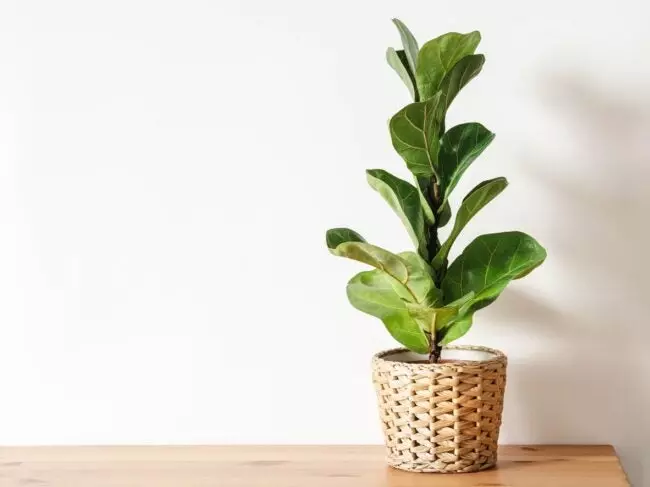 Starostlivosť o figovníka Fiddle Leaf