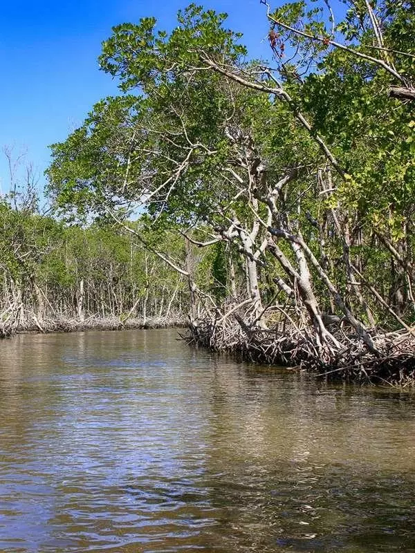 Florida ştatynyň Everglades şäheri