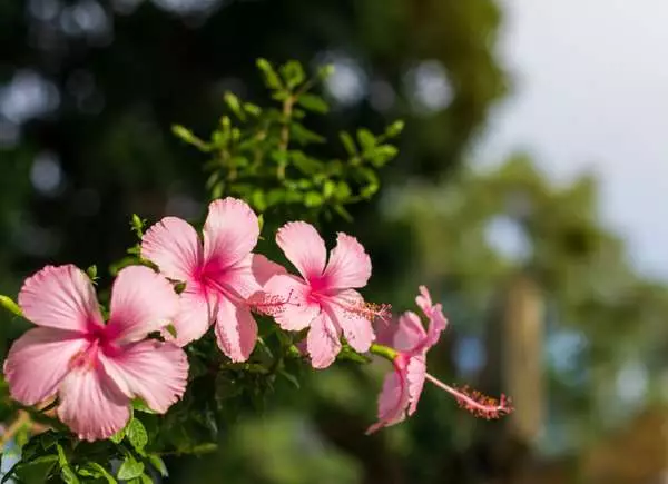 tropikalna roślina doniczkowa hibiskusa