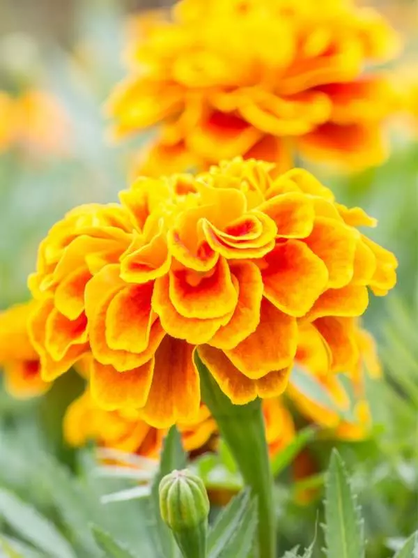 ප්රංශ marigolds බහාලුම් පැල