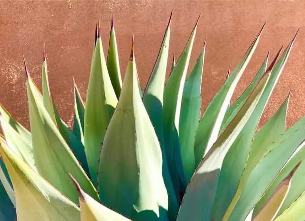 agave container växter
