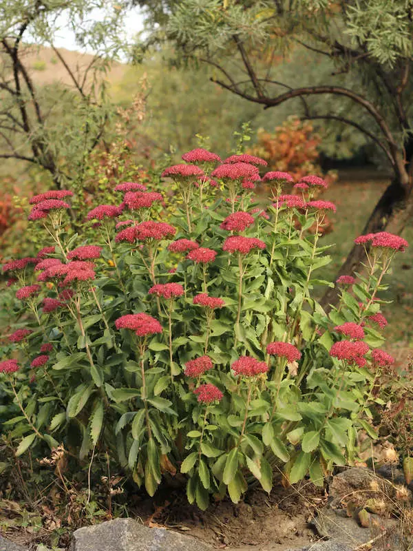 Baxçeyên kevir ên Sedum