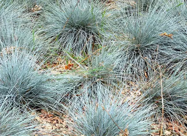 Baxçeyên kevir ên giyayê fescue şîn