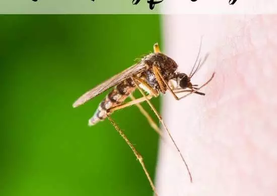 как предотвратить укусы комаров
