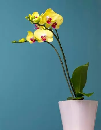 Kwita kuri Orchide