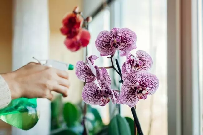 Kwita kuri Orchide