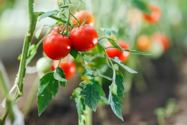 Cách bảo quản cà chua