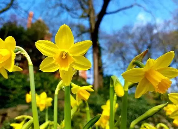 Os narcisos poden ser invasivos