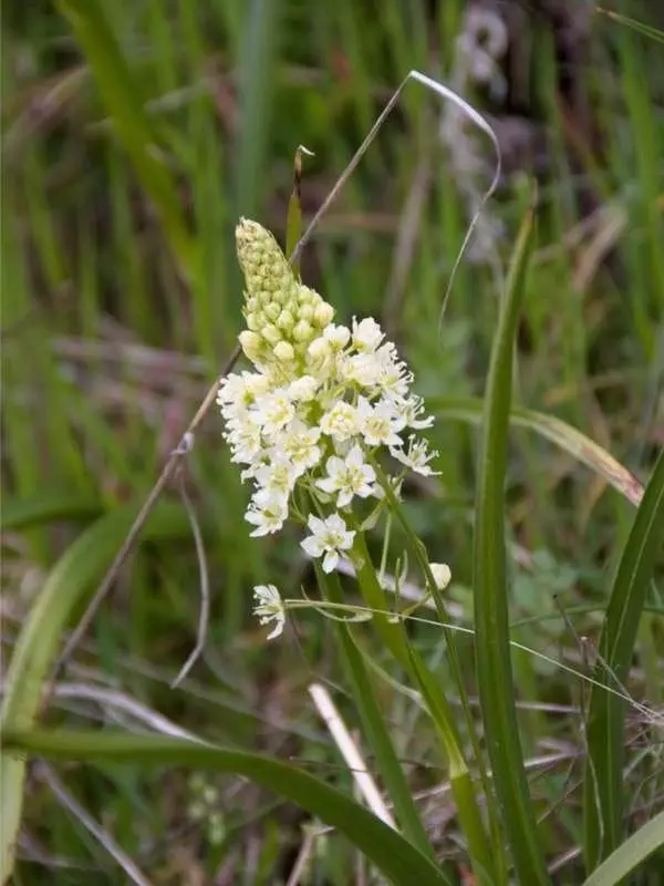 Marwolaeth Mae Camas yn wenwynig i dda byw