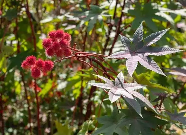 ipalayo ang mga bata sa Castor Bean Plant