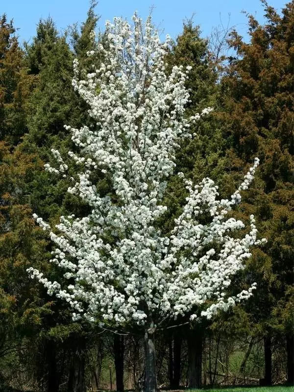 Callery Pear sprider sig för mycket