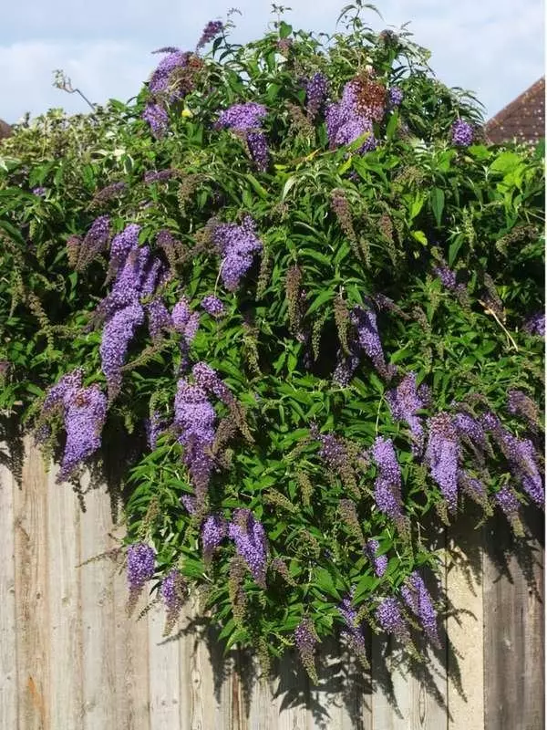 Butterfly Bush invasora