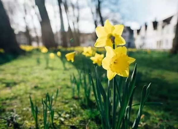 makahilo ang mga daffodil sa mga hayop