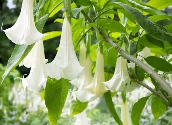 La trompette des anges est toxique pour les gens