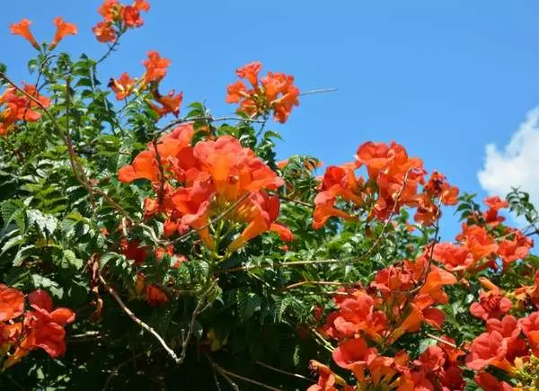 Trumpet Vine може да изпревари пейзажа