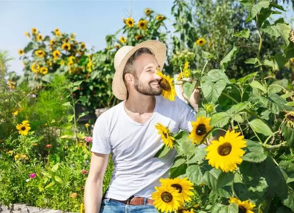 taken lambun sunflower