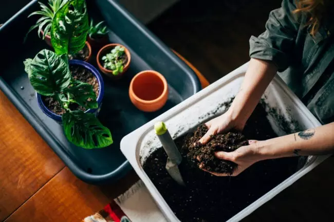 DIY pottajarðvegur Nærmynd af höndum sem vinna með jarðveg