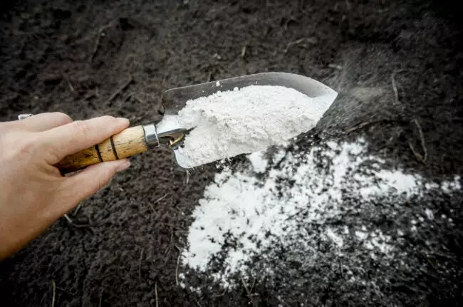 DIY potting soil -- Ang hardinero nagsagol sa dolomitic limestone powder sa garden soil aron mabag-o ang pH ant aron makahatag ug dugang sustansya para sa konsepto sa tanom.