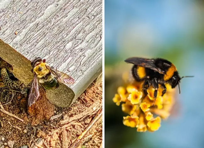 bee carpenter vs bumblebee
