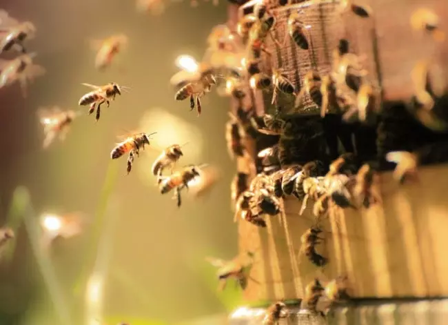 пчела дърводелец срещу пчела