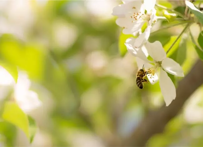 Бджола-тесляр проти джмеля