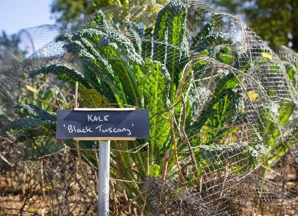 Identifique suas plantas