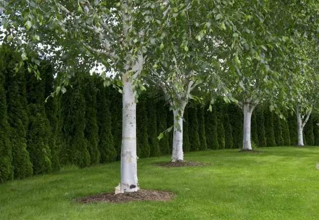 4 Ntoo nrog Ntoo Ntoo - Lub Himalayan Birch