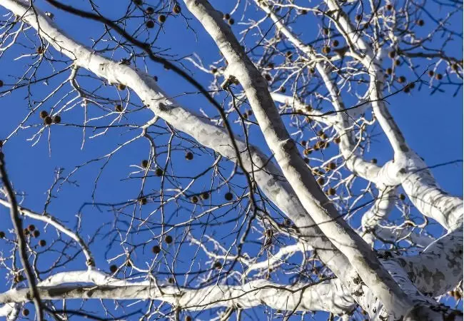 4 valge koorega puud – Ameerika sikmoor