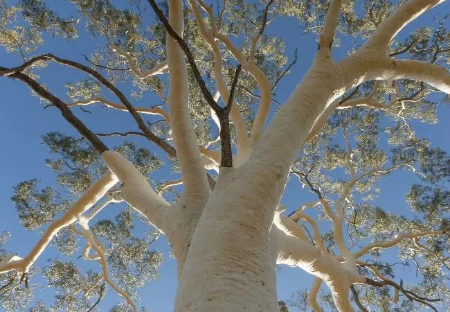 4 valge koorega puud – kummituskumm