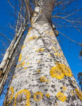 La'au Pa'epa'e Poplar Europa