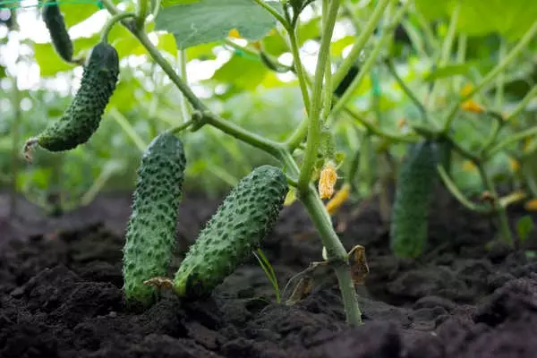 10 plante care cresc mai bine alături de tovarăși