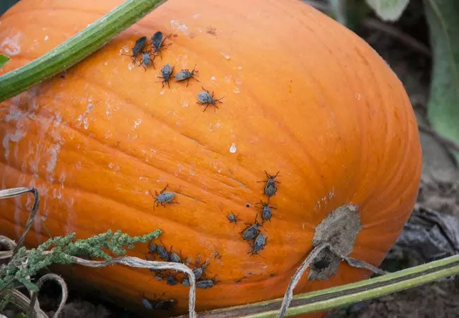 Cómo deshacerse de los insectos de calabaza