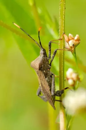 Cómo deshacerse de los insectos de calabaza